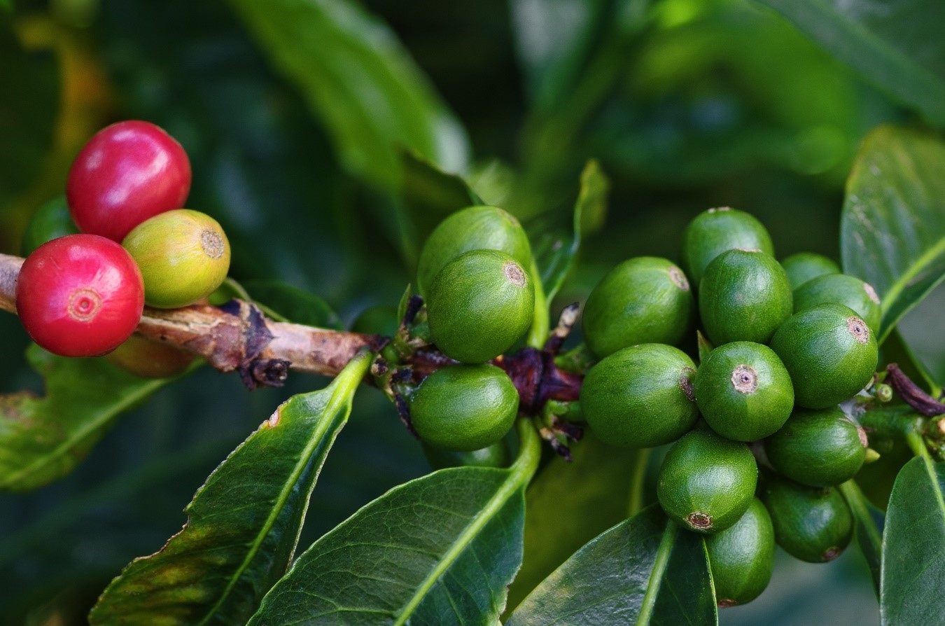 Escape to Boquete to Explore Panama's Nature and Coffee Region