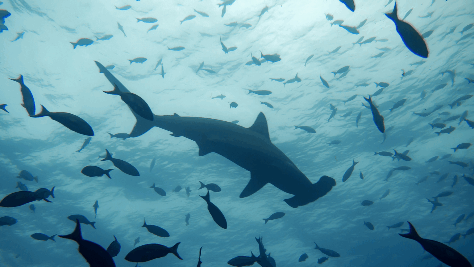 Water Based Adventures in Panama: Dive Coiba & Sail San Blas